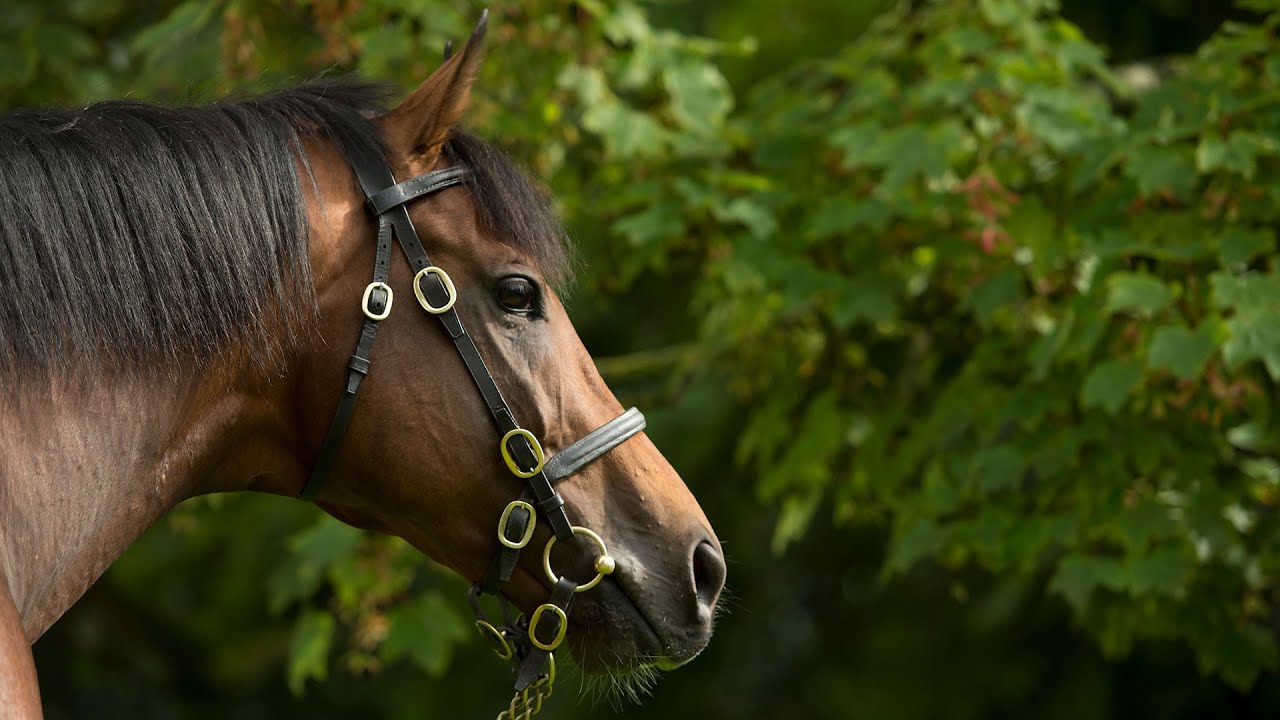 Equiano, The Need for Speed - YouTube