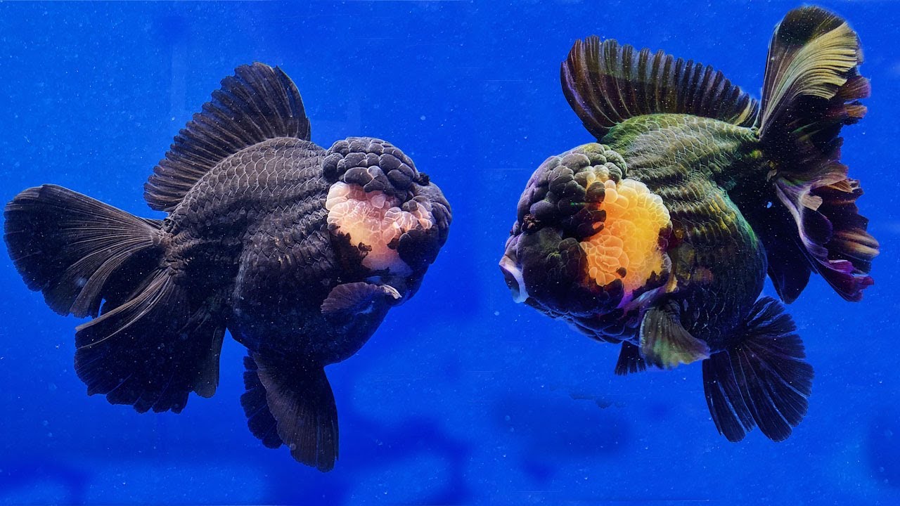 Super beautiful and cutest goldfish in the moment - YouTube