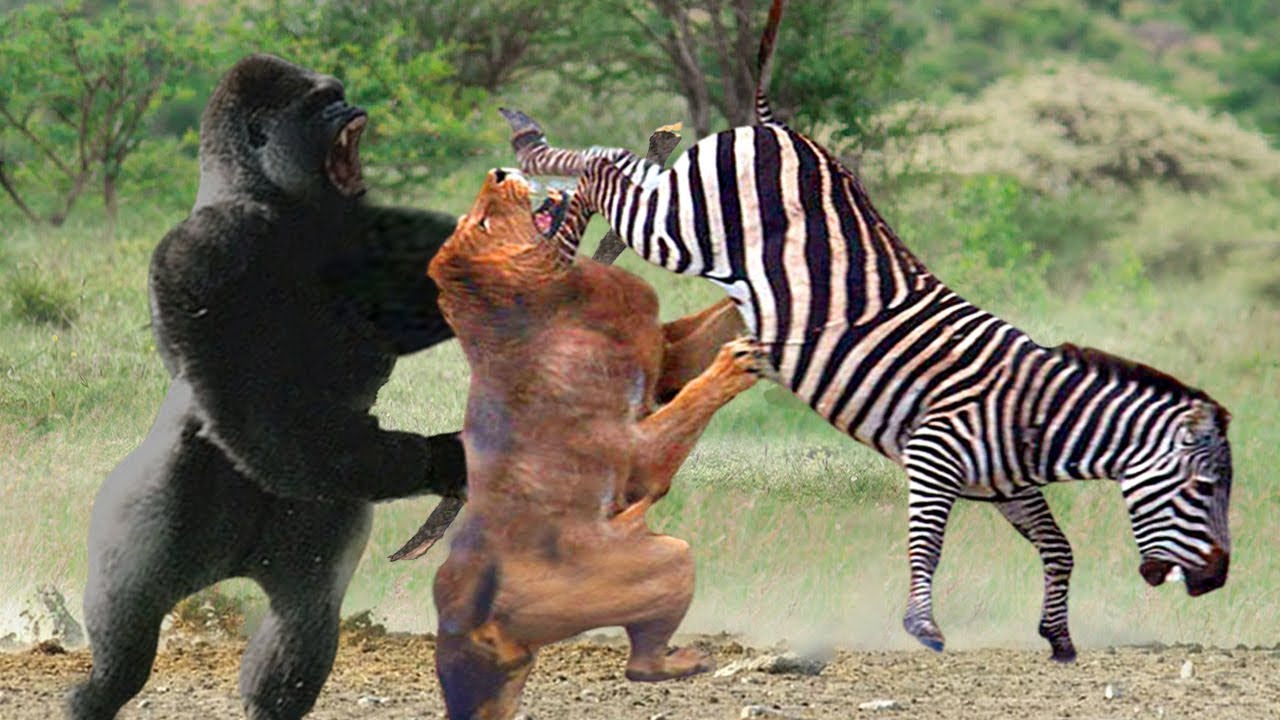 Crazy Monkey Bites The Lion's Lead To Save The Zebra In Front Of The ...