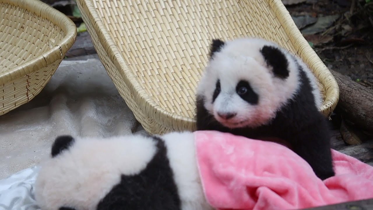 Baby panda JIN XIAO (金宵) - precious super cutie 很很很可爱的表情包小公主来了 - YouTube