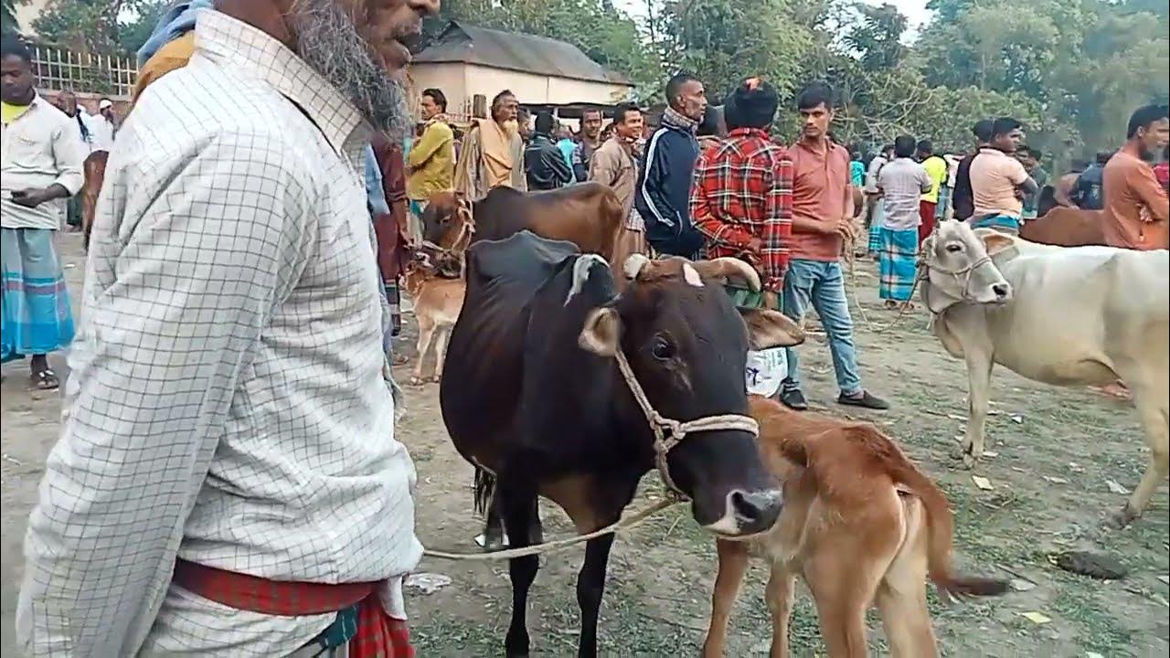 মাত্র৫০ হাজার টাকায় বিক্রি হচ্ছে দুধওয়ালা গাই গরু - YouTube