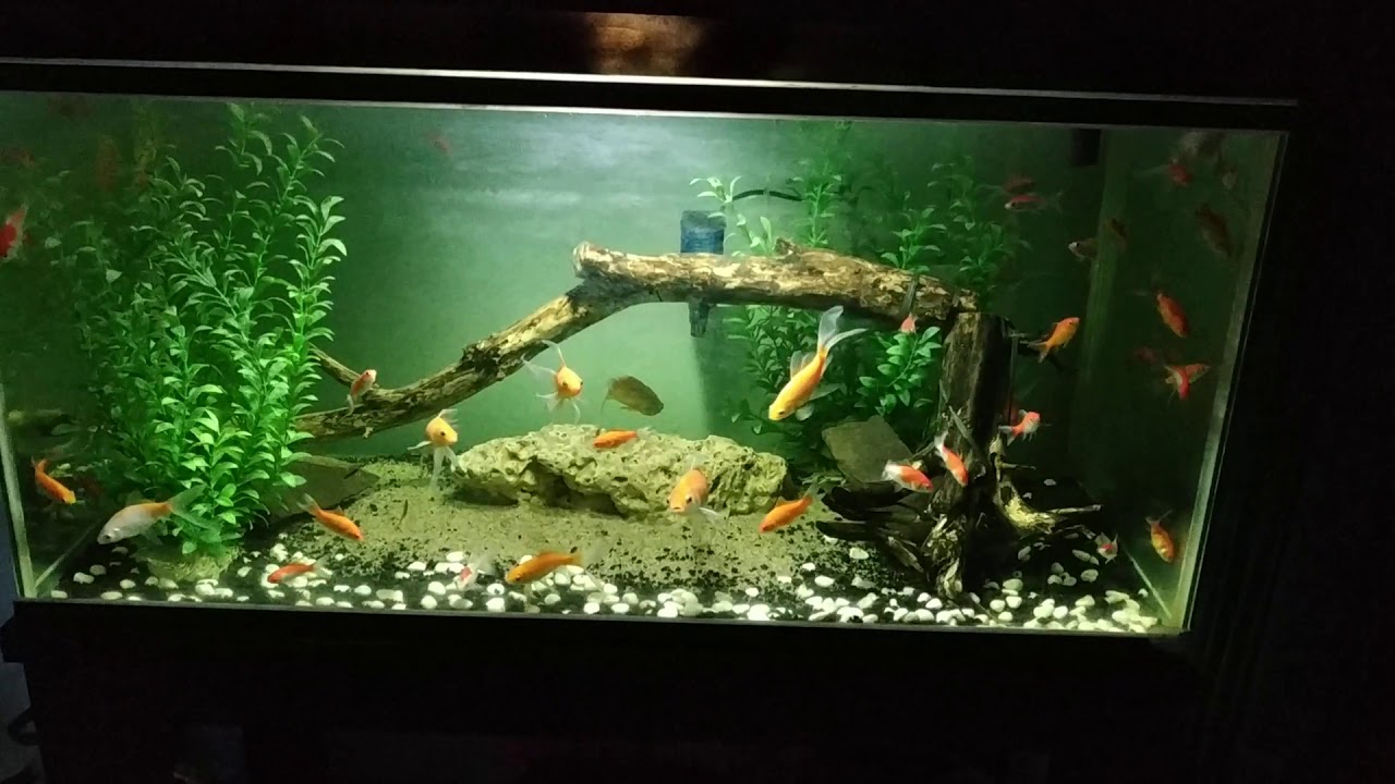 Komet Ikan Koi Slayer Di Aquarium Hias Jenis Aquarium Irel - Ikan Cantik
