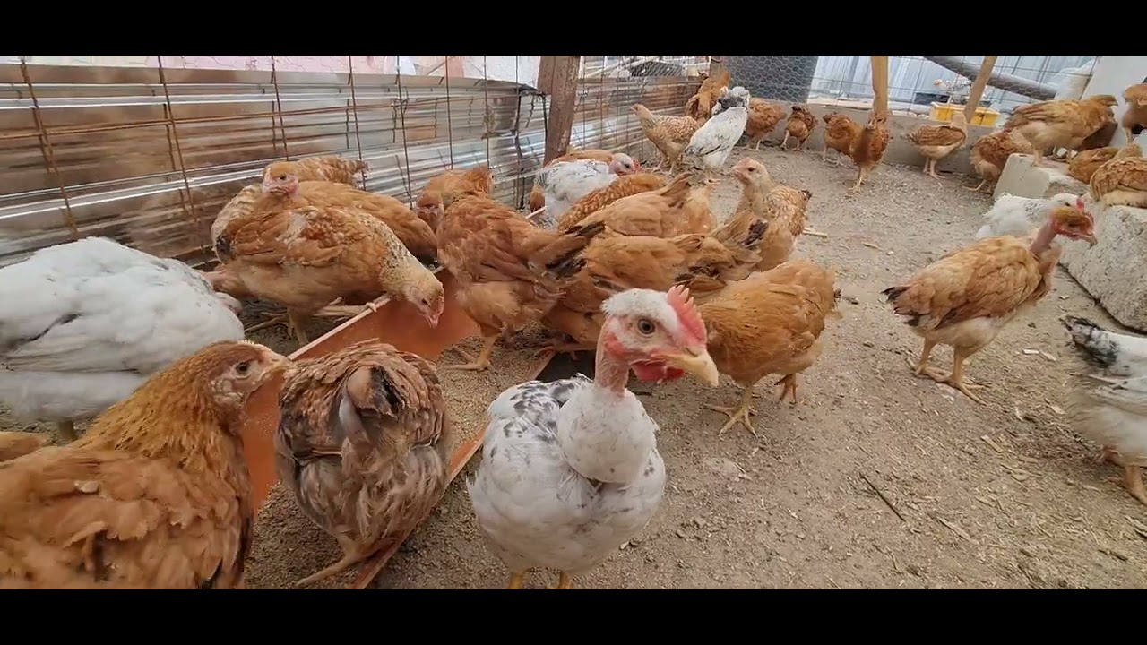 cotet pentru iarna la gaini si pui - YouTube