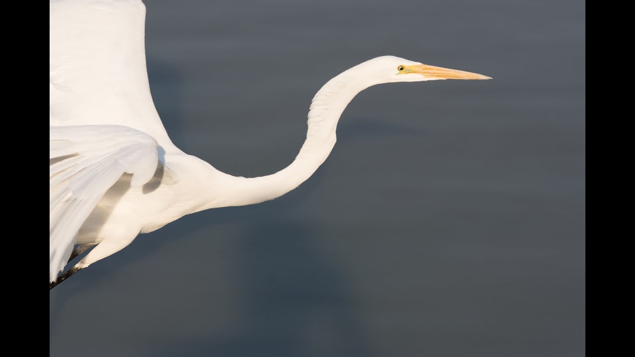 VOZ y LLAMADO Garza Blanca (Ardea alba) "Alas Resilientes" Resiliente ...