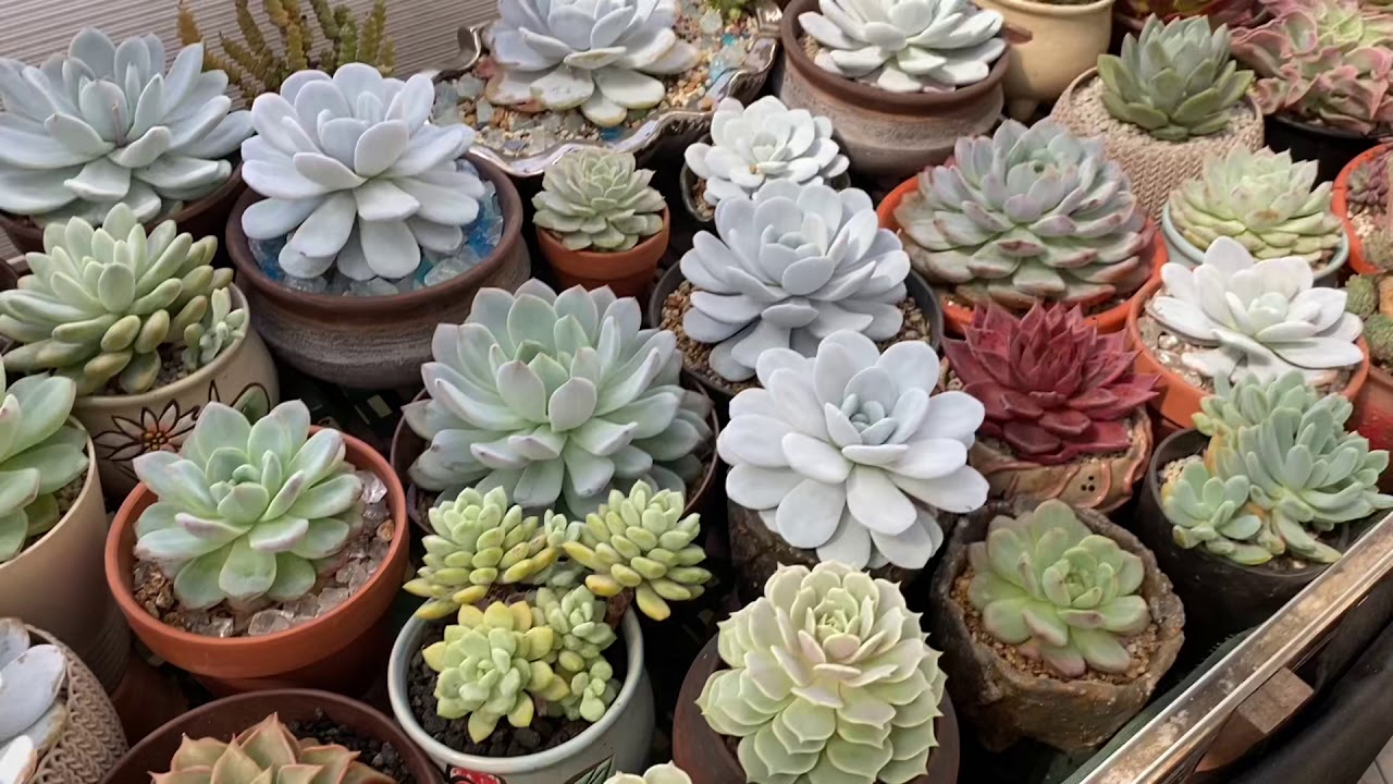 My 3 types of watering method - YouTube