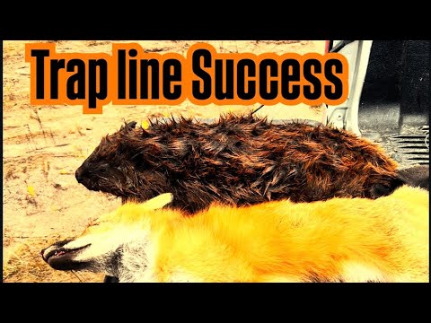 Small trap line success - YouTube