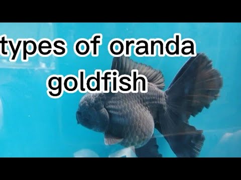 types of oranda goldfish - YouTube