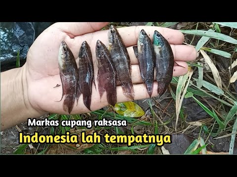 INI HASILNYA KALAU MANCING IKAN CUPANG LIAR TEPAT DI MARKAS NYA