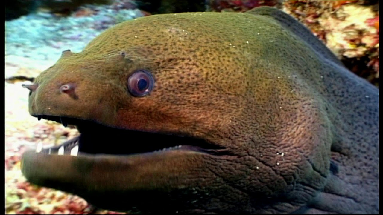 !! MORENAS DE MAR ¡¡ - YouTube