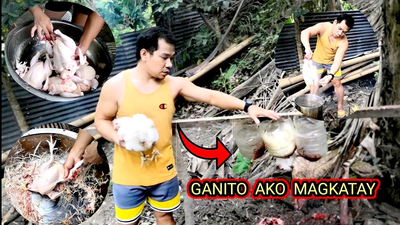 Paano magkatay ng 45 Days Chicken ( Broiler Chicken ) Ano dapt ang ...