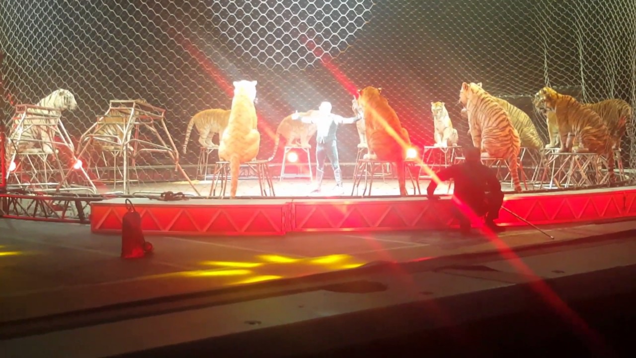 Tiger show @ ringling bros duluth - YouTube
