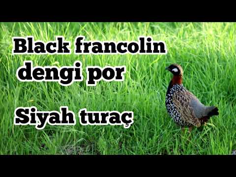 black francolin - siyah turaç - dengi por دەنگی پور