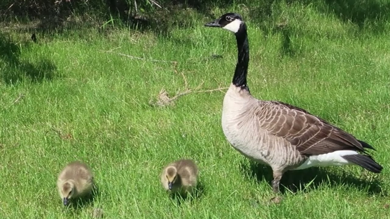 Small goose family for a walk - YouTube