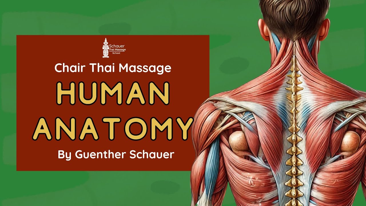 Thai Chair Massage Anatomy Module Online Course - YouTube
