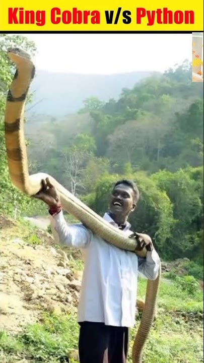 King Cobra Vs Python#shorts #facts #animals - YouTube