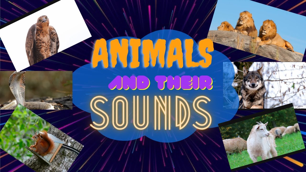 Animals and their Sounds | Animal sounds | Sounds| animal names - YouTube