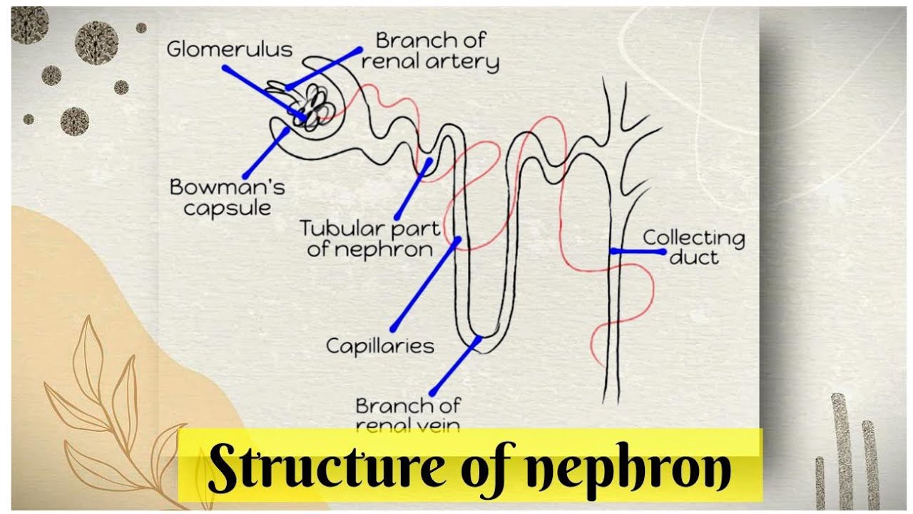How to draw Structure of nephron Class 10 Science - YouTube