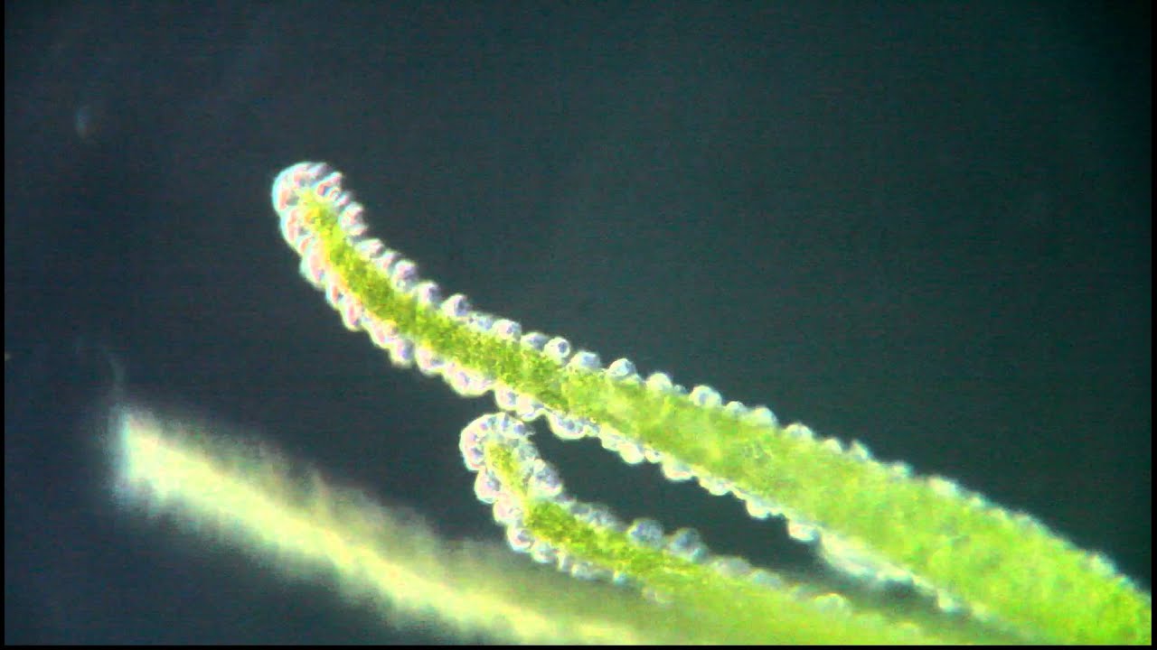 Hydra viridis - YouTube