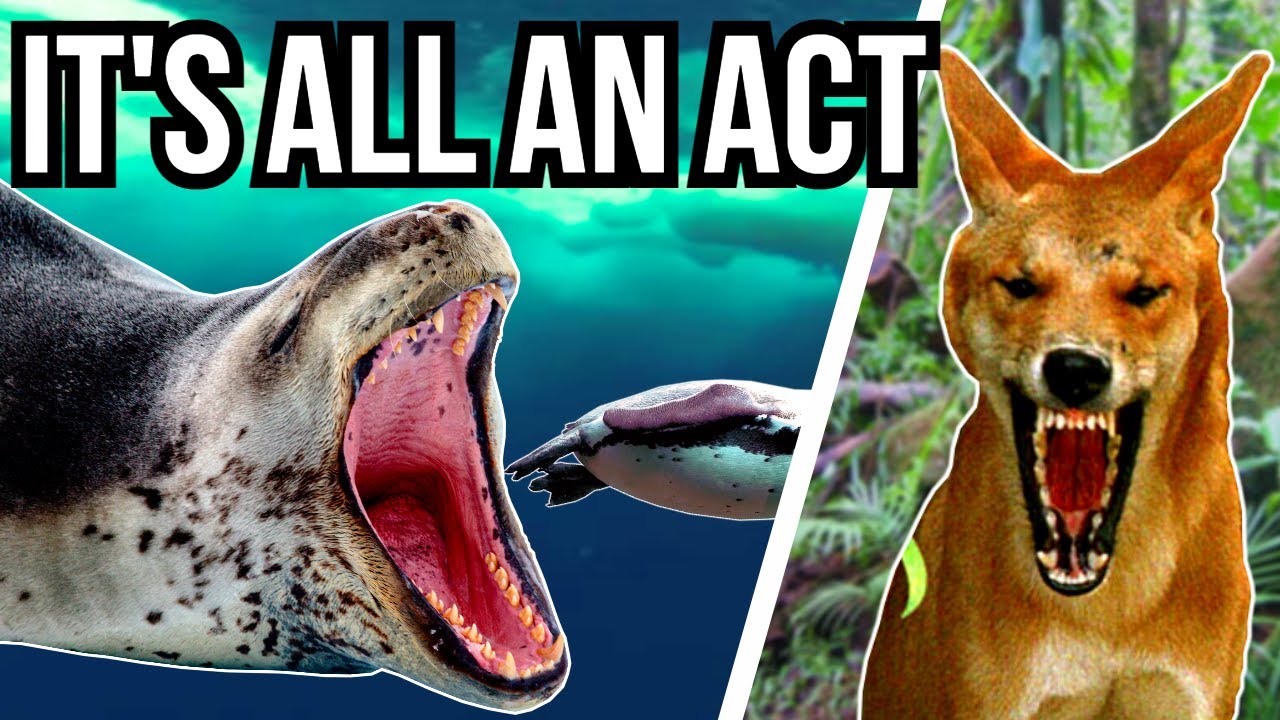 5 Cute Animals That Are Secretly Brutal - YouTube