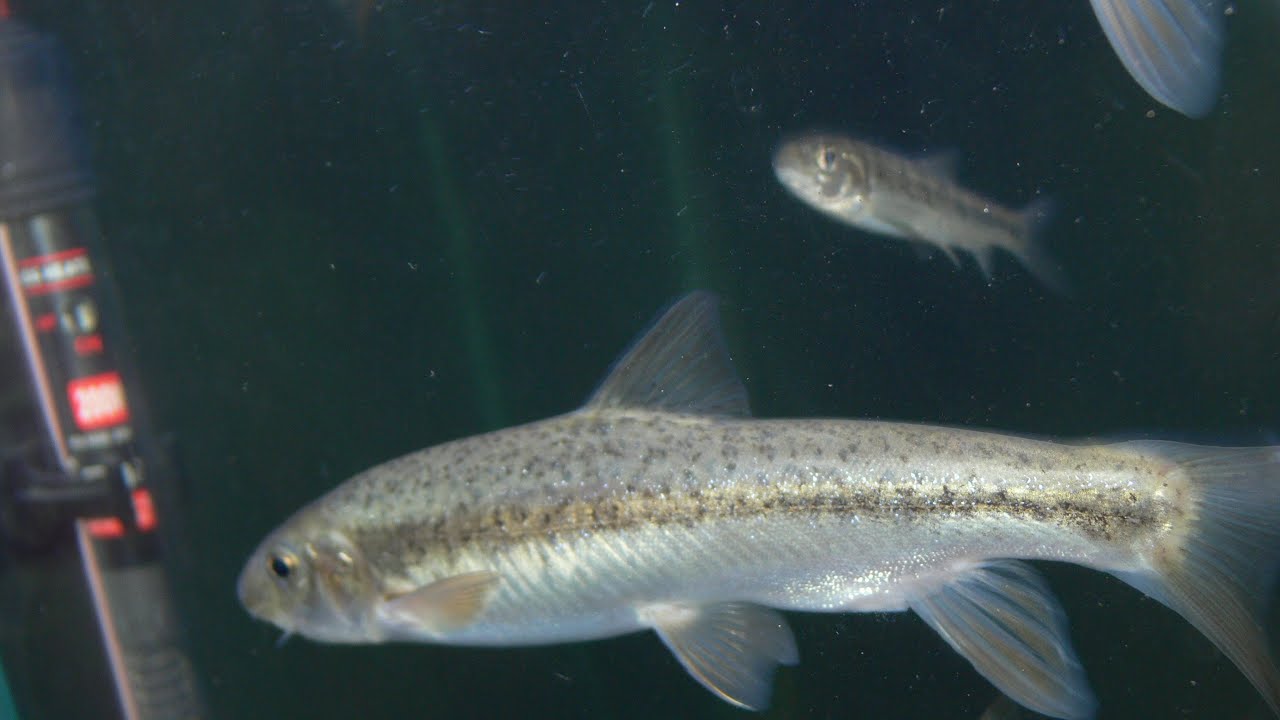 Asala macha /hilly trout fish of Nepal - YouTube