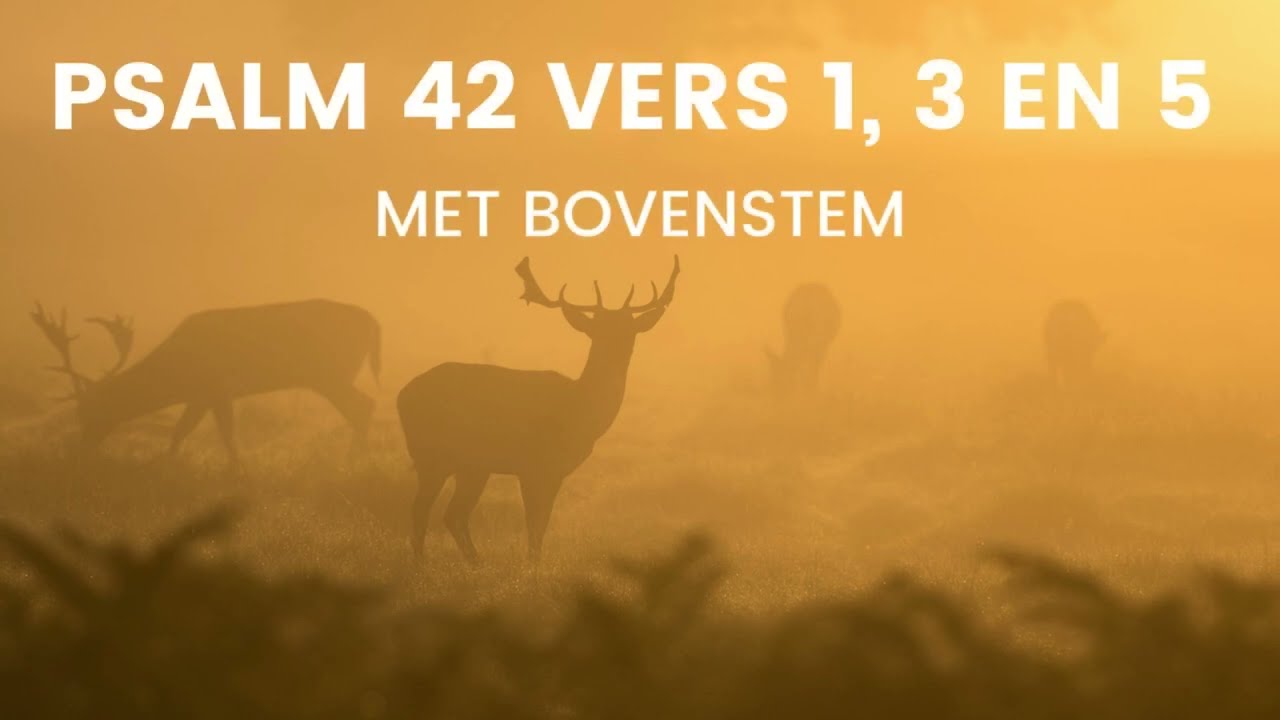 Psalm 42 Vers 1 3 En 5 Met Bovenstem t Hijgend Hert Der Jacht Psalm 42 Vers 1 3 En 5 Met Bovenstem t Hijgend Hert Der Jacht