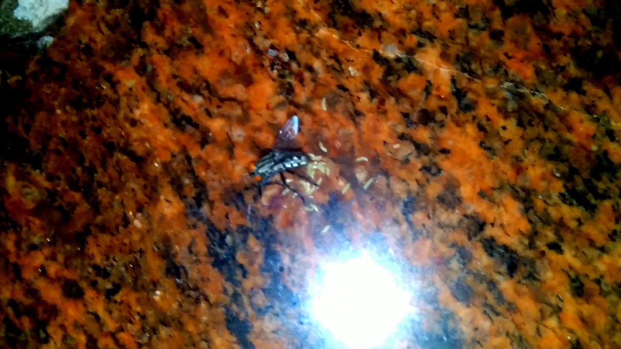 WHEN A FLY GIVES BIRTH - YouTube