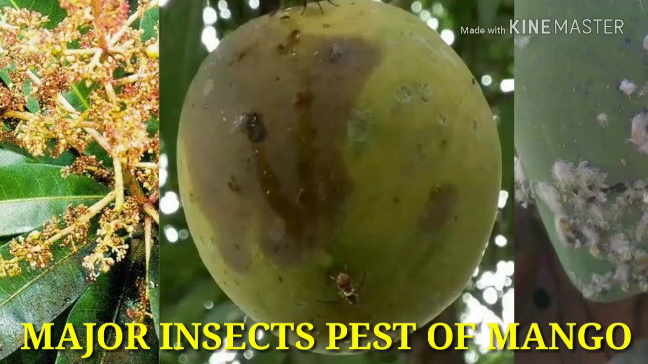 Insect pest of Mango || Heinouda taba til makhalsing - YouTube