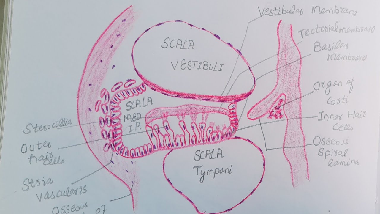 Inner Ear Histology Diagram | Organ of corti Diagram - YouTube