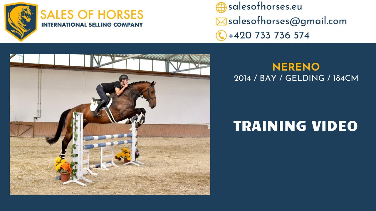 **BIG QUIET MODEL** Nereno 2014 gelding by Nerrado - YouTube