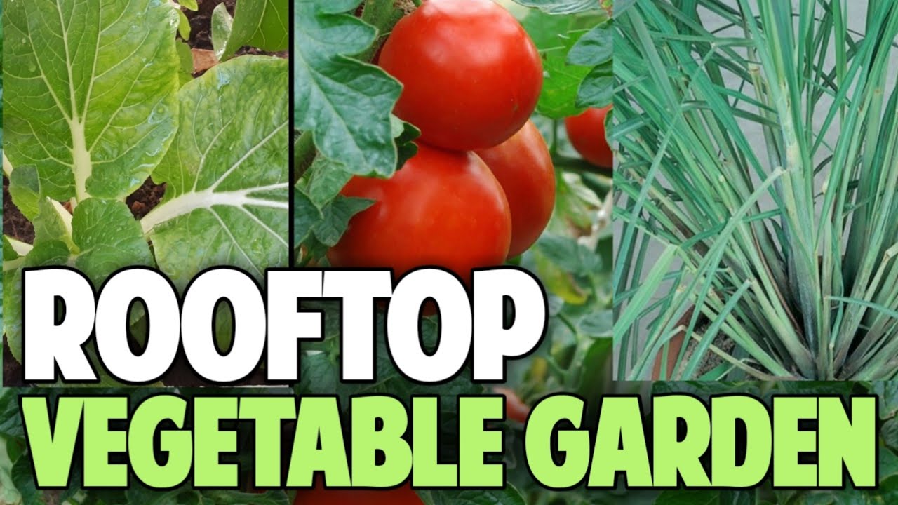 Rooftop vegetable garden.. Gulayan sa bakanting rooftop.. - YouTube