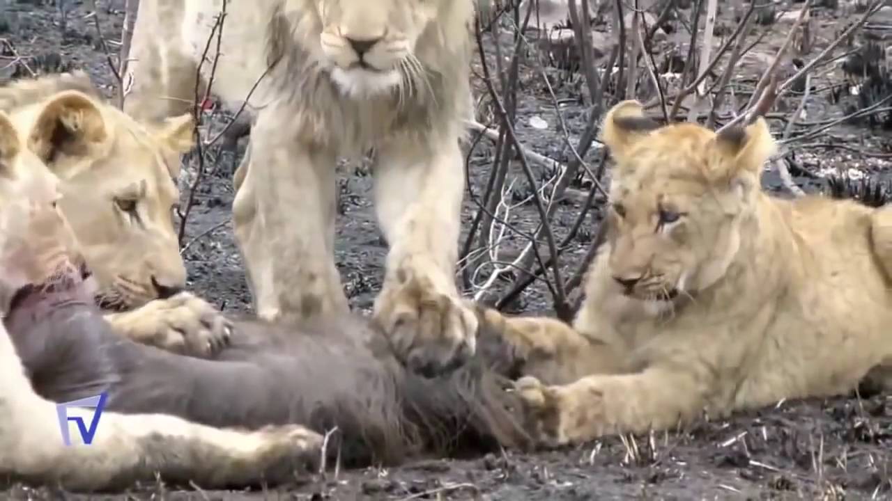 lion attaque phacochère top 10 HD - YouTube