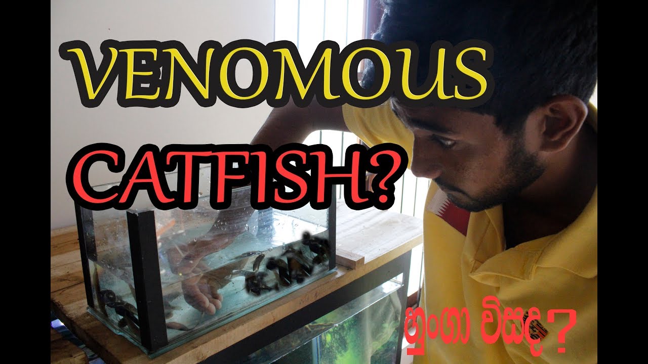 STUNG BY VENOMOUS CATFISH - YouTube