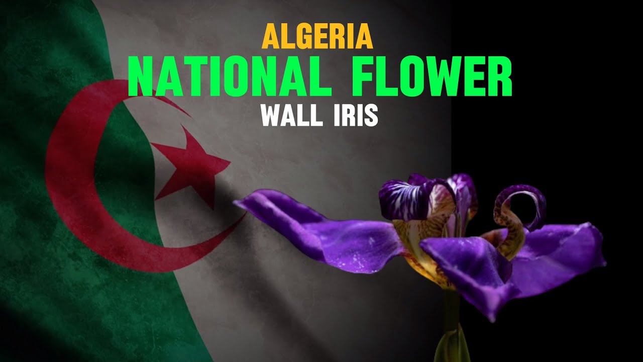 What is the national flower of Algeria? - YouTube