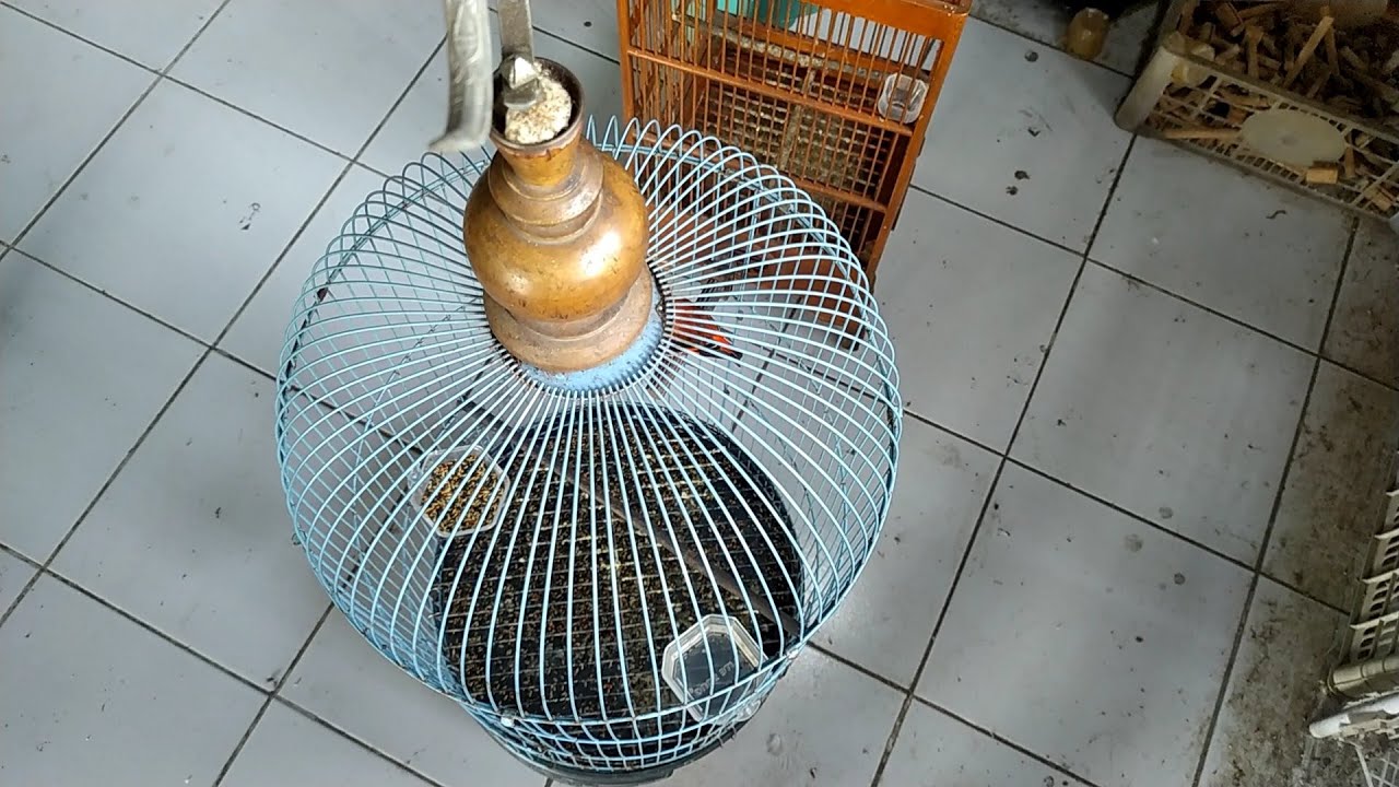 baru tahu, ini nih burung yg bikin harga murai batu hancur lebur - YouTube