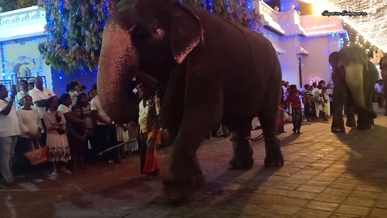 Perahera Elephants - YouTube