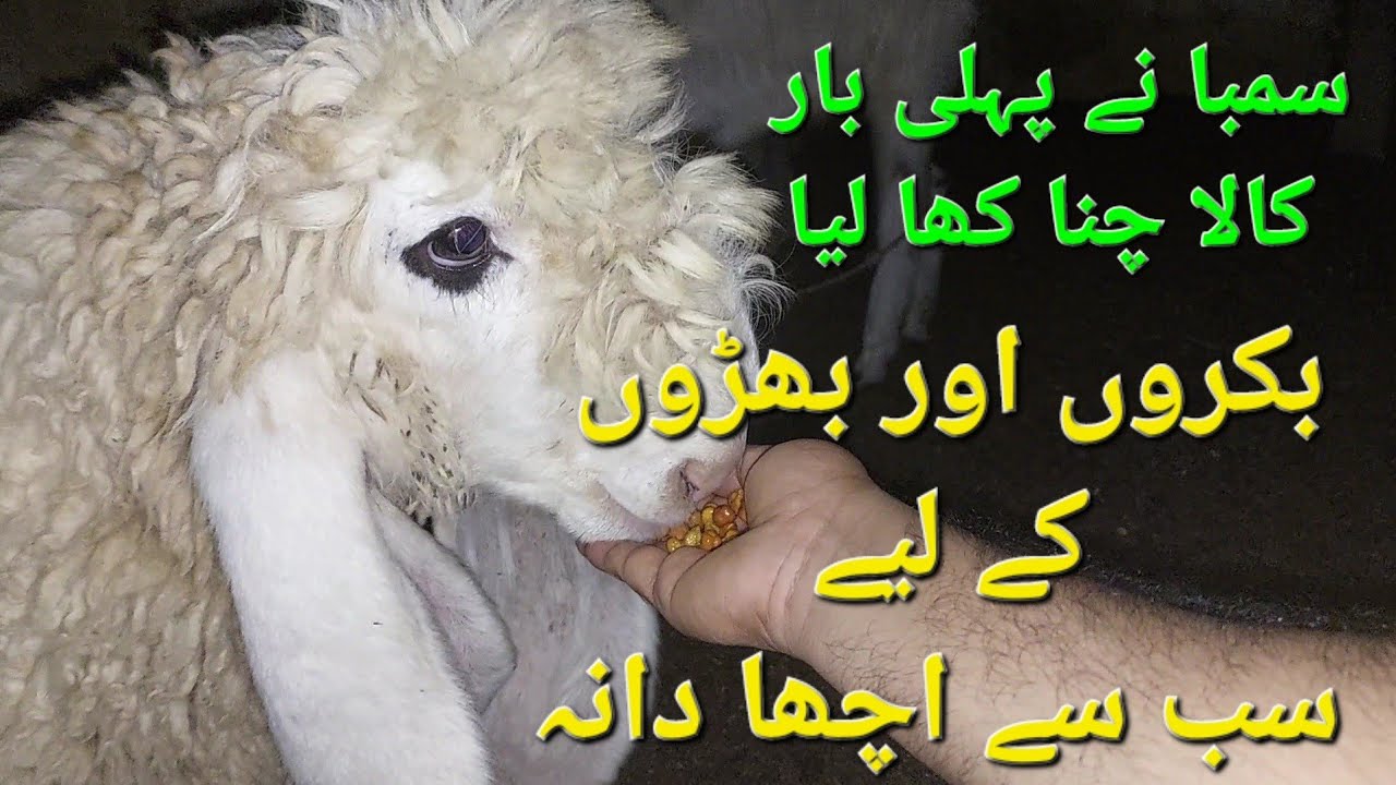 Simba ne pehli bar kala chana khaya | bakro aur bhero k lie best Dana ...