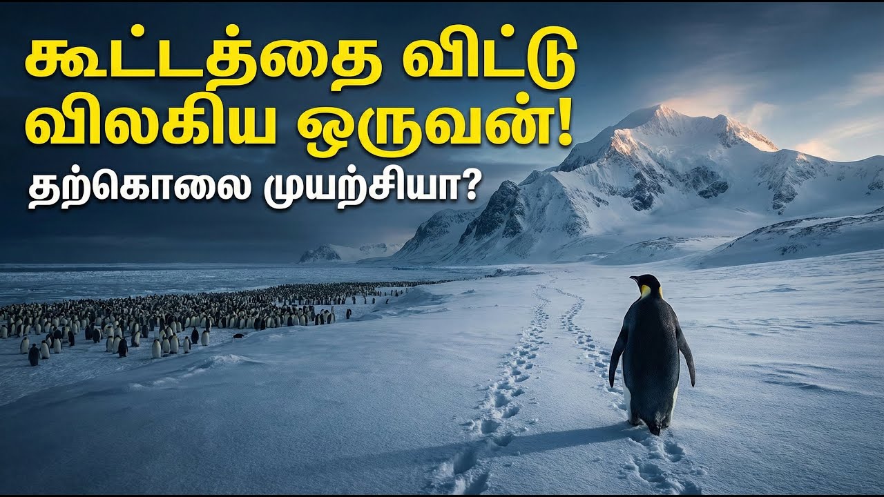 மரணத்தை நோக்கிச் சென்ற ஒரு பென்குவின்! 🐧💔 ஏன்? | The Lonely Penguin ...