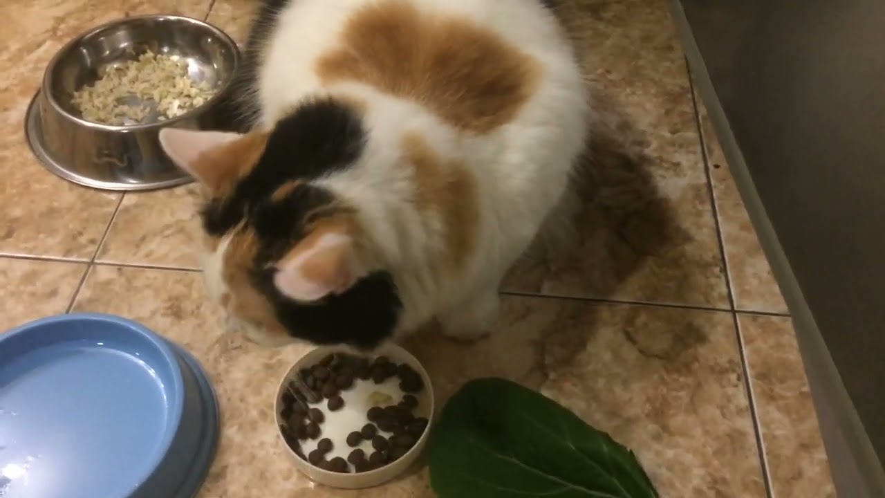 Highlights of hissy the cat - YouTube