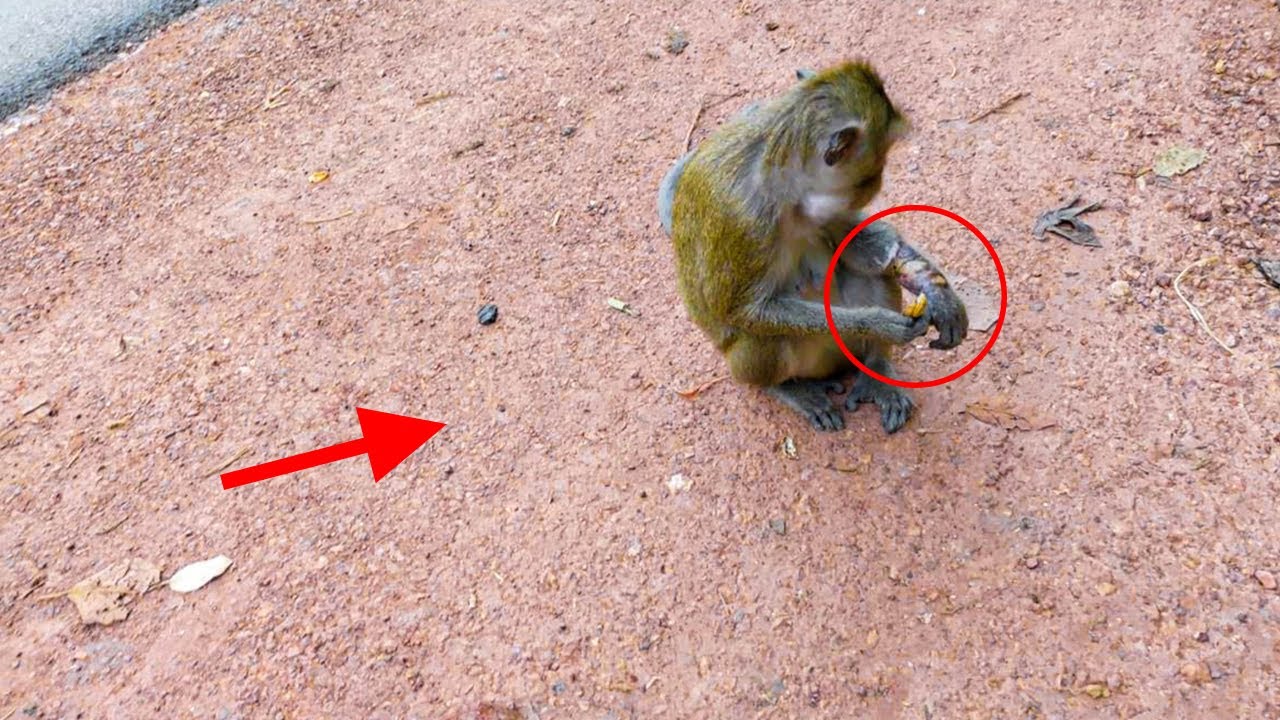 Very Sad And Pity To See The Monkey Get Broken Arm Of Accident | Baby ...