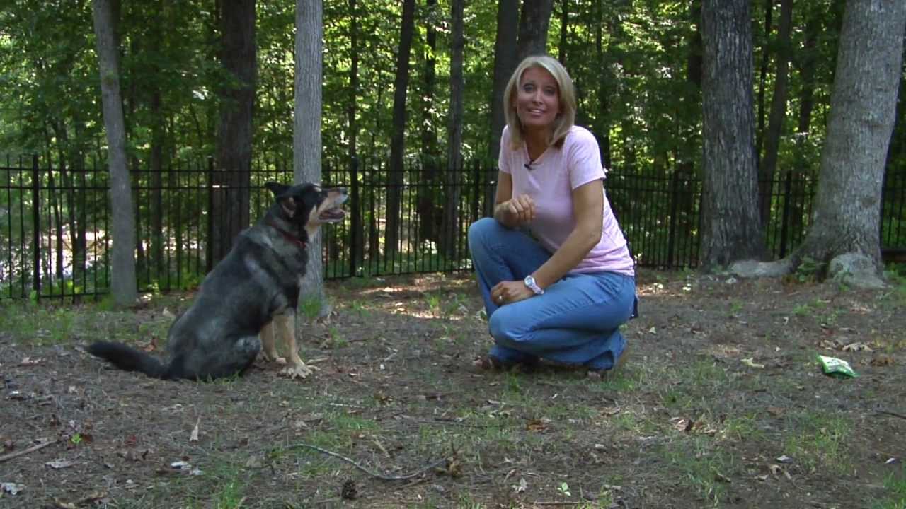 Fleas In Your Home. Heather Tesch. The Weather Channel. - YouTube