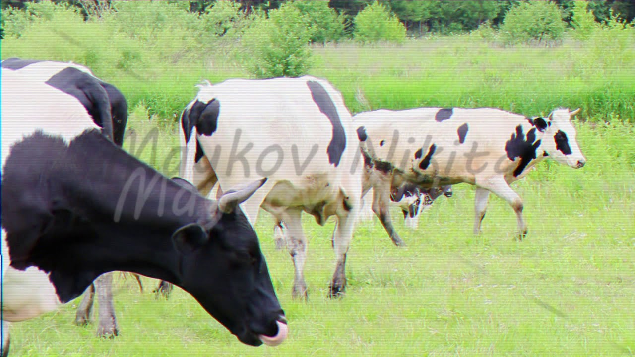 Glitch effect. Cow licking itself, then the camera follows her head ...