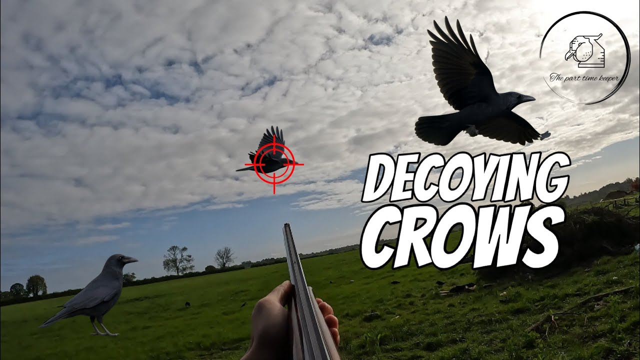 DECOYING CROWS | Protecting the cattle - YouTube
