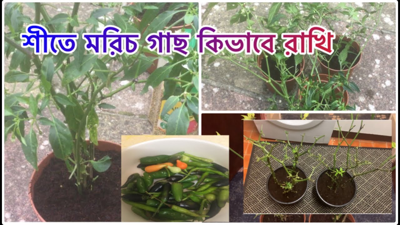 আমি কিভাবে মরিচ গাছ রাখি || Overwinter chilli plants || Ferdushi’s Blog ...