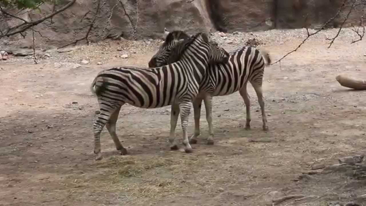 Necking zebras at Philadelphia zoo. - YouTube