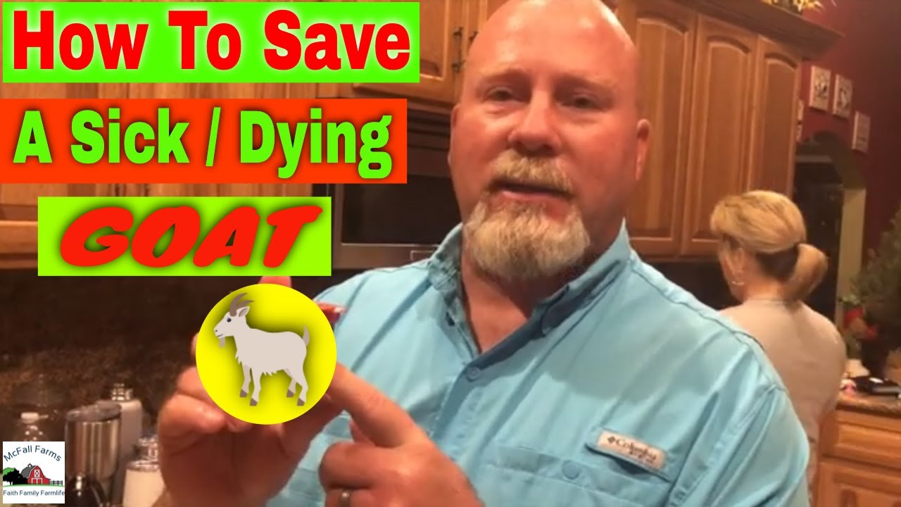 How To Save A Sick Goat Goat Home Remedy How To Save A Goat From how-to-save-a-sick-goat-goat-home-remedy-how-to-save-a-goat-from