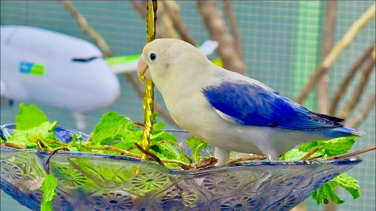 Arey yaar look at this cute birdo 😍 full enjoying his khaana time - YouTube