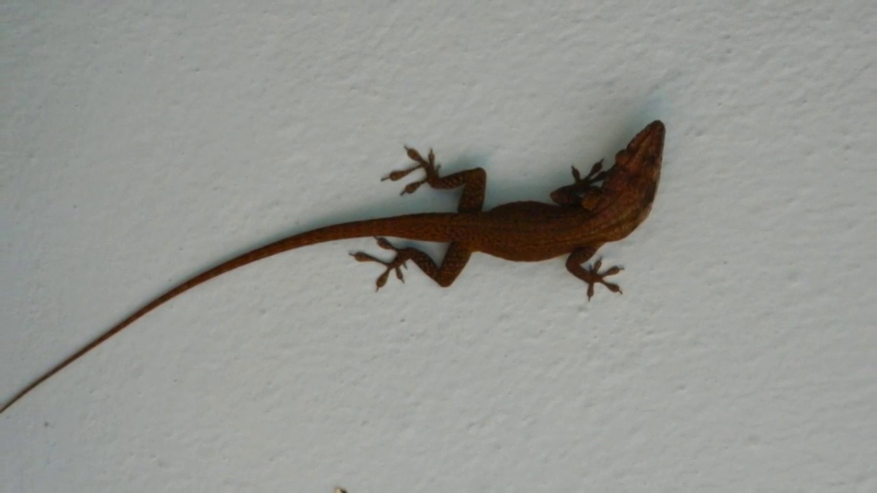 Gecko changing colour - YouTube