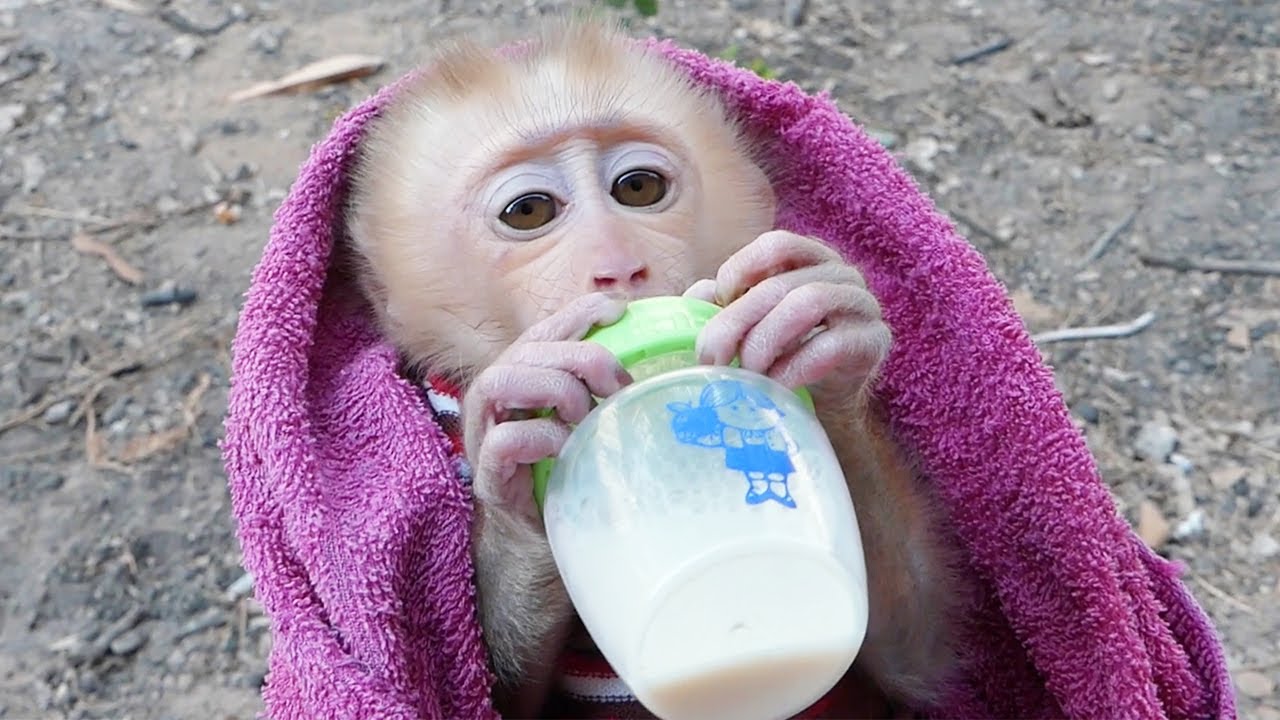So Much Cool!! Mom Take Care Baby Moly | Moly Get Milk On Mom Lap - YouTube