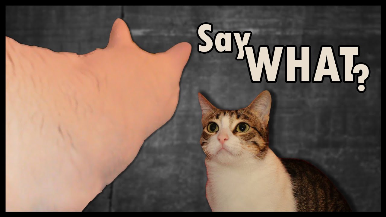 ANGRY CAT | Talking Cats Translation - YouTube