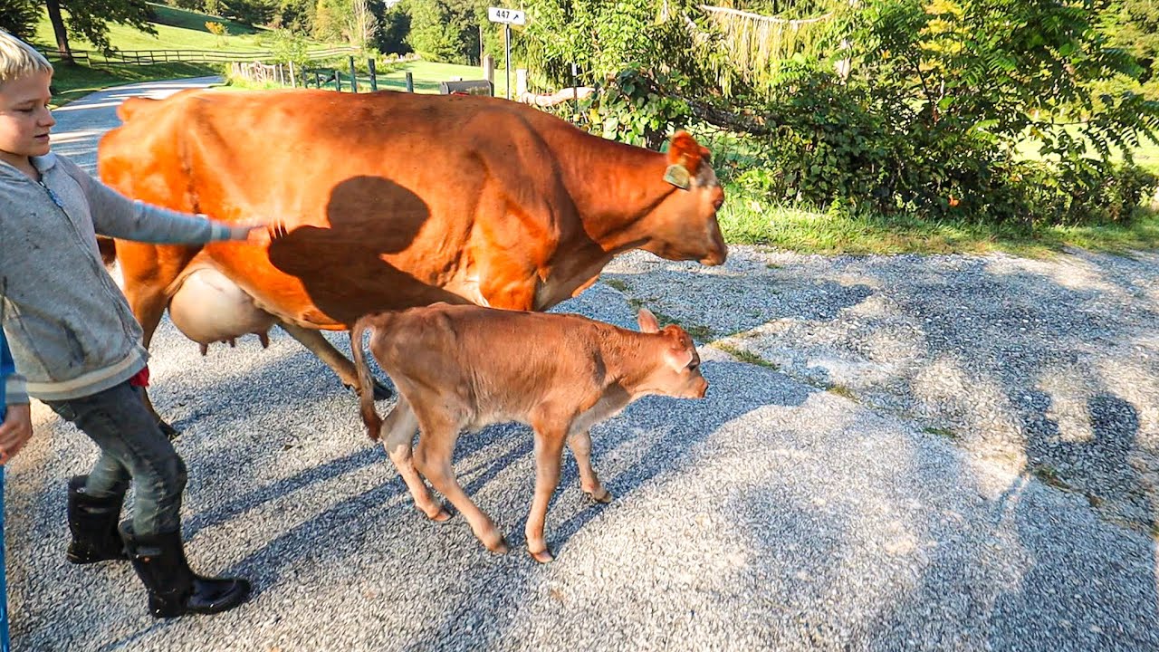 This 2 Day Old Calf Following Its Mother is Adorable - YouTube
